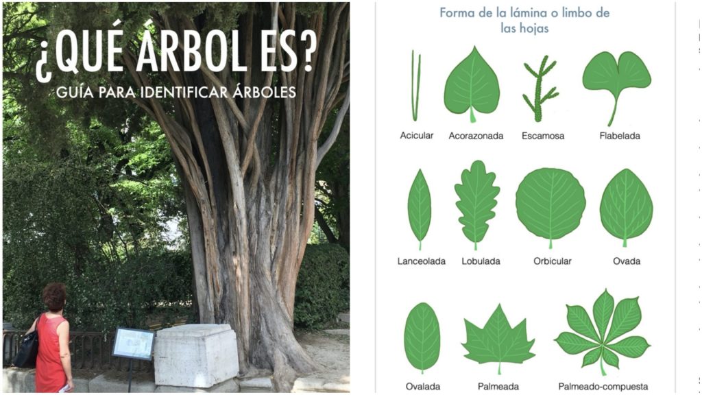 "¿Qué arbol es?", un libro interactivo y gratuito para aprender a ...