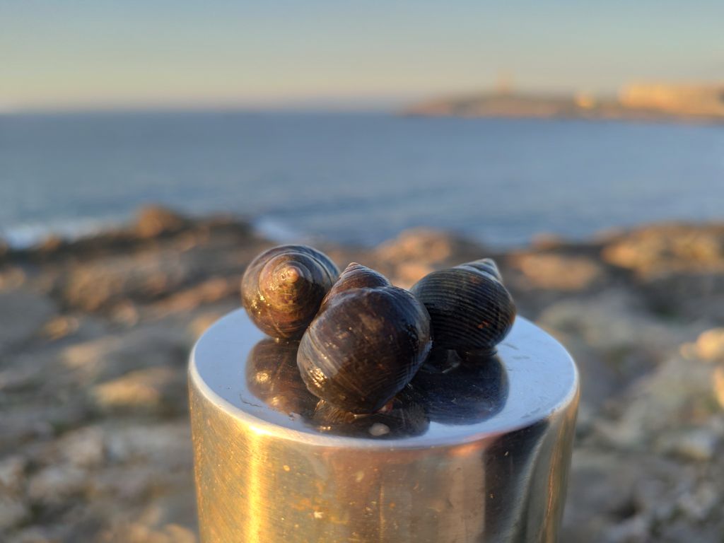 Las minchas o caramuxos: las 'pipas' del mar gallego