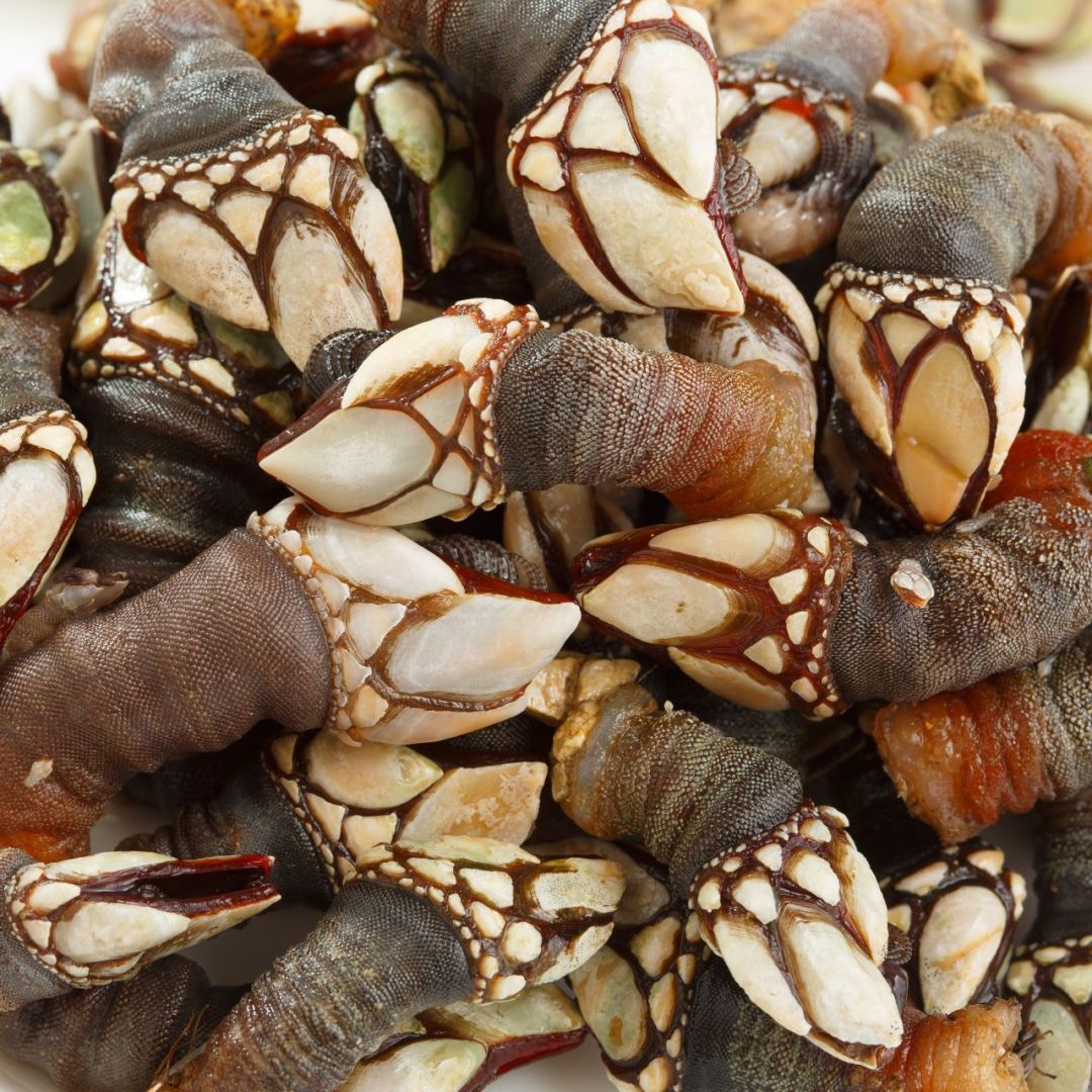 Percebes