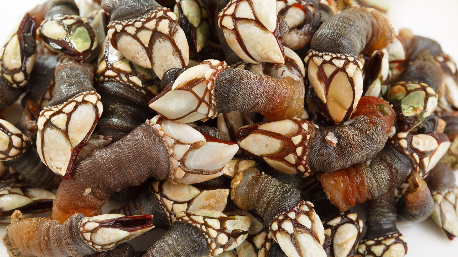 Percebes En El Mar